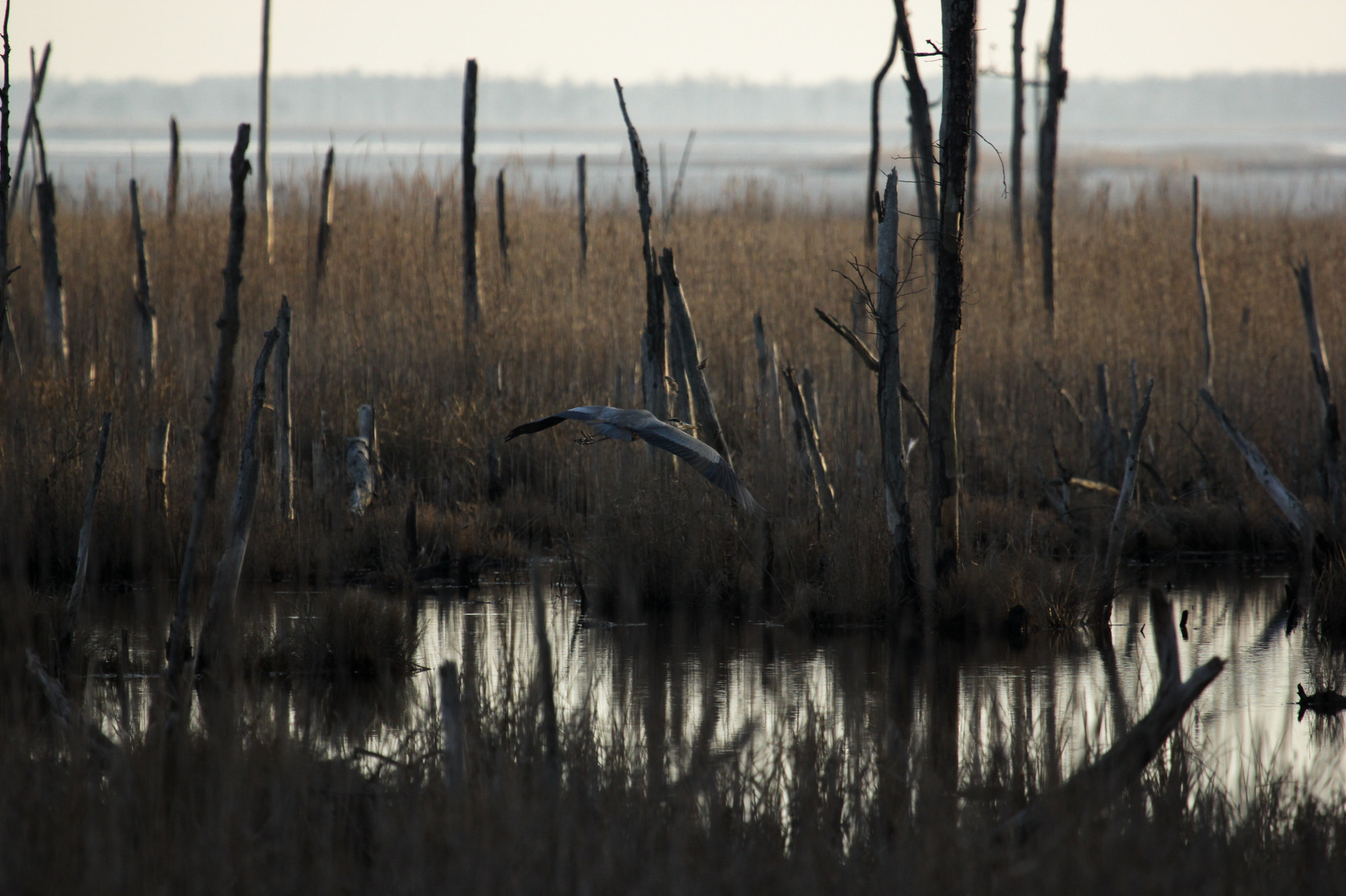 Ghost Forests: A Tangible Sign of the Climate Crisis