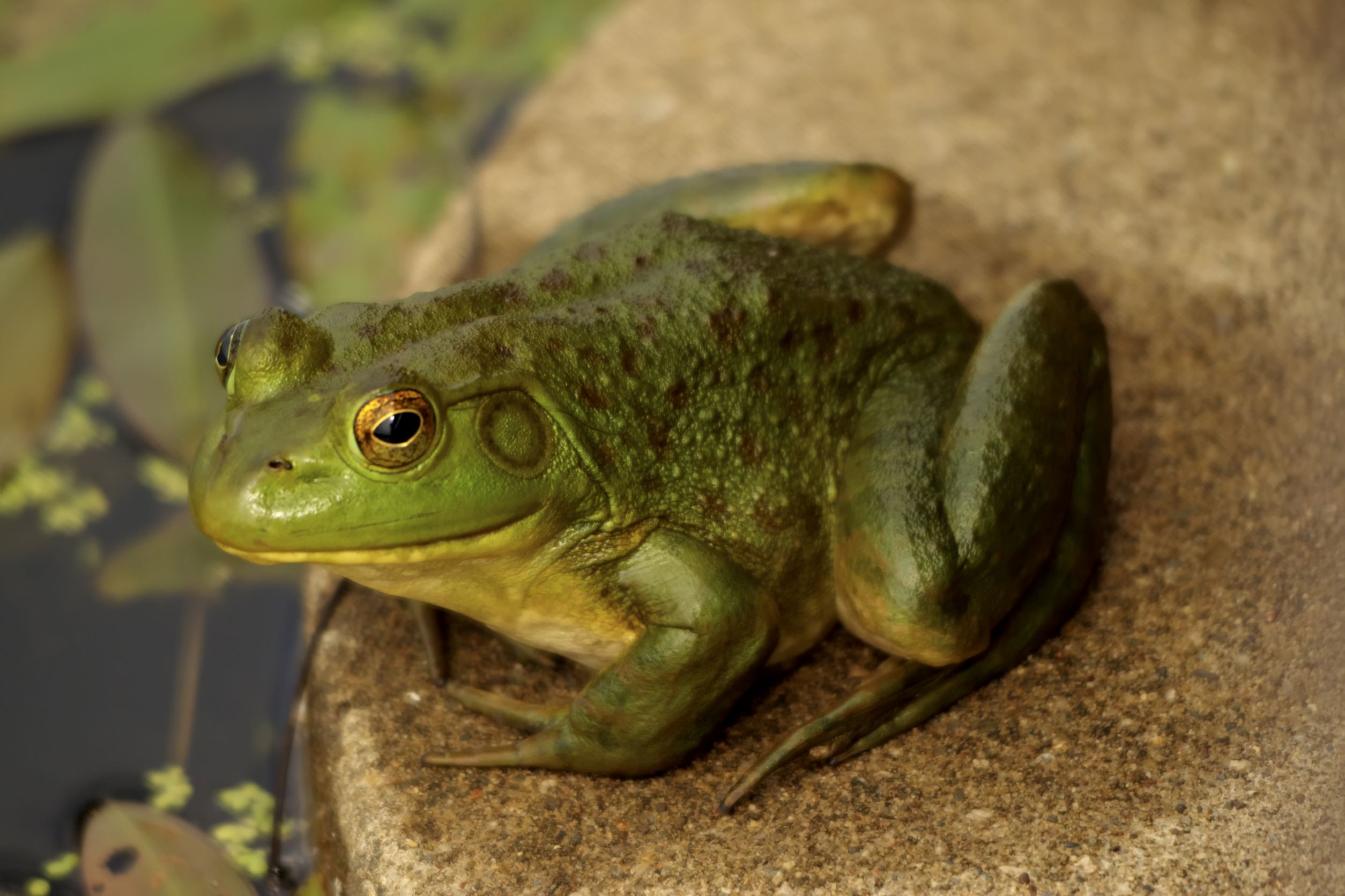 Native Frogs You Can Find In Your Backyard